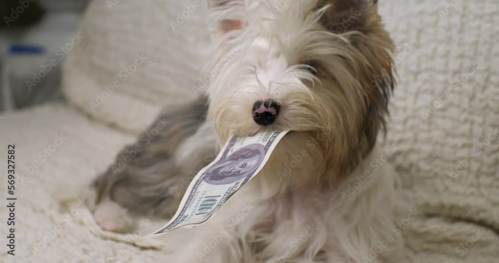 A shaggy puppy funny holds a chewed one hundred dollar bill in his ...