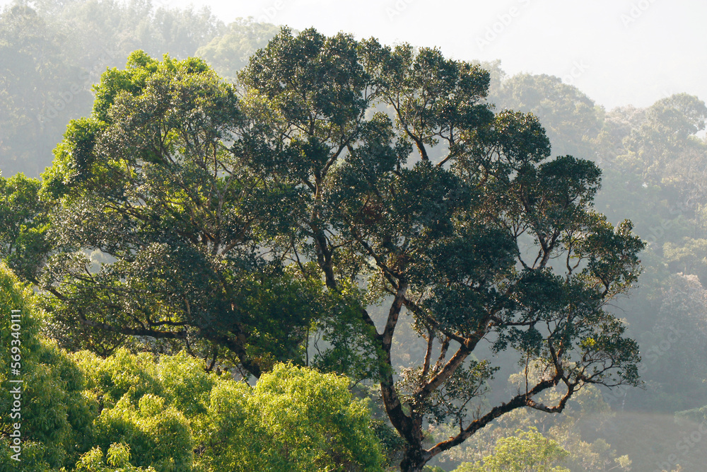 Green forest in kerala, india, Sustainability concept, big trees ...