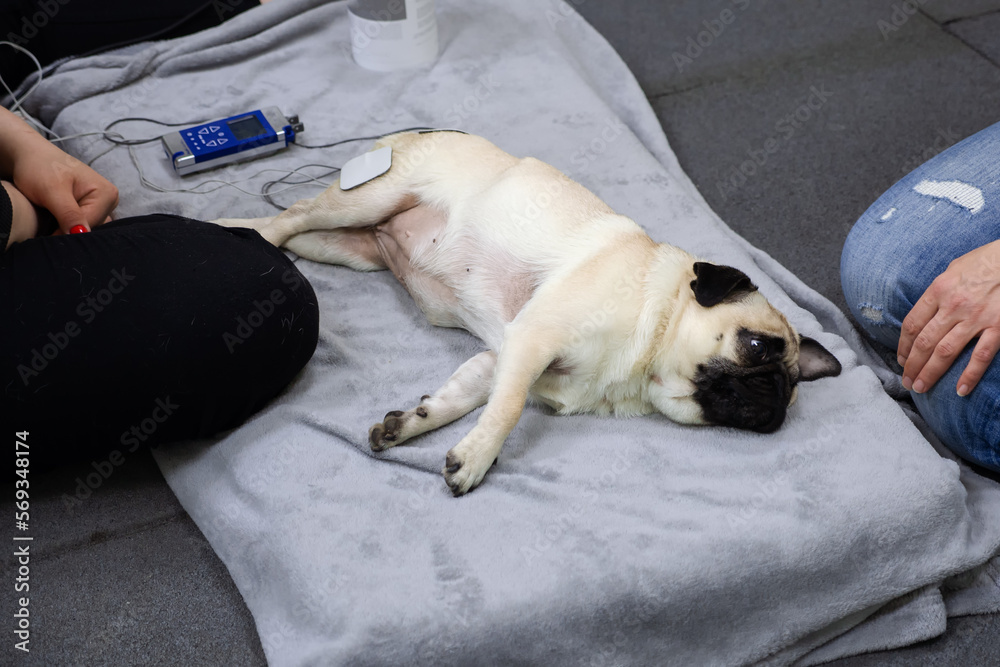 Foto de Electrode stimulating massage of pug dog leg at Veterinary ...