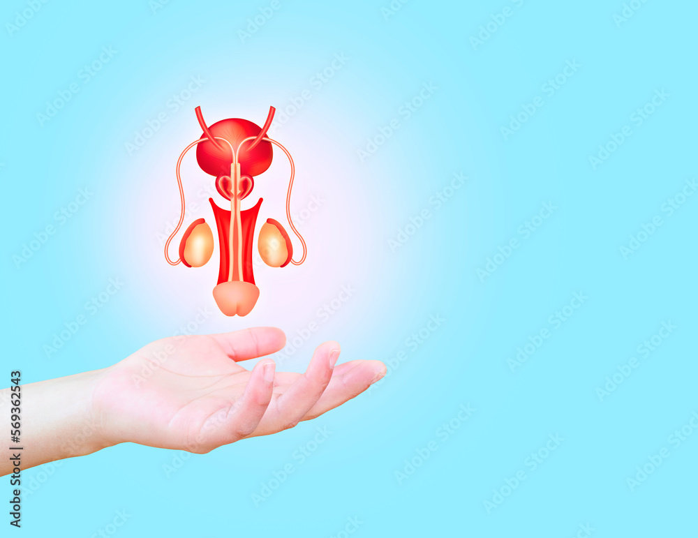 Male reproductive system. Isolated hand with light blue background ...