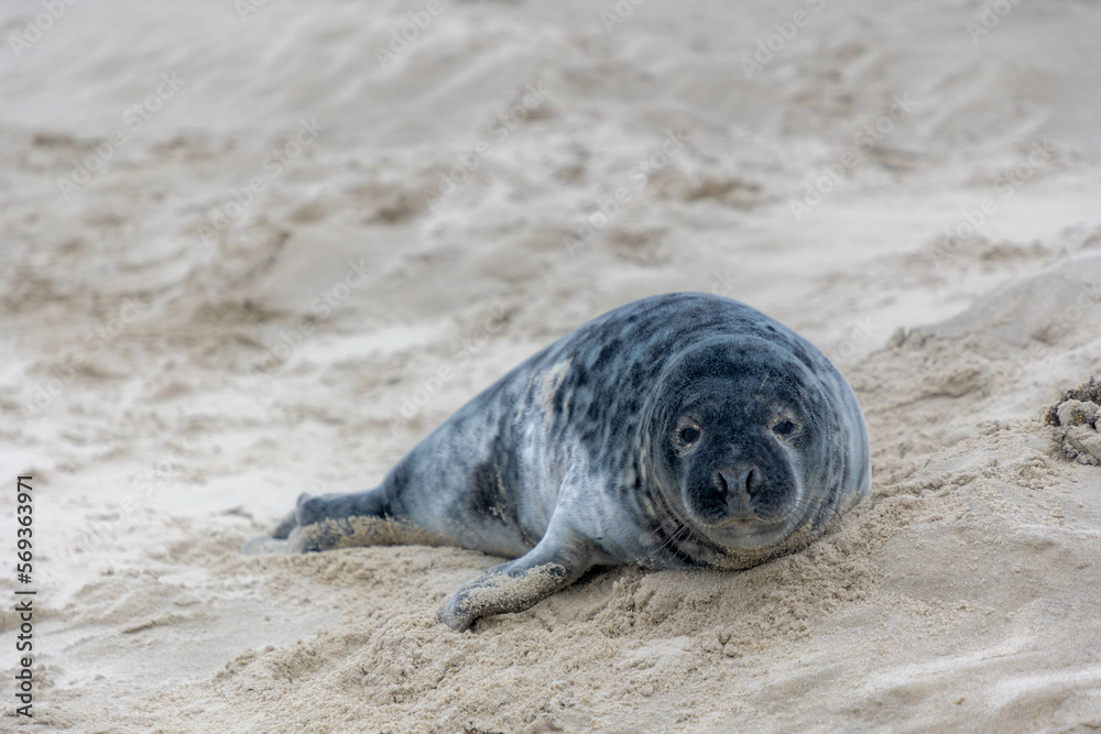 Young seal in its natural habitat laying on the beach and dune in Dutch ...
