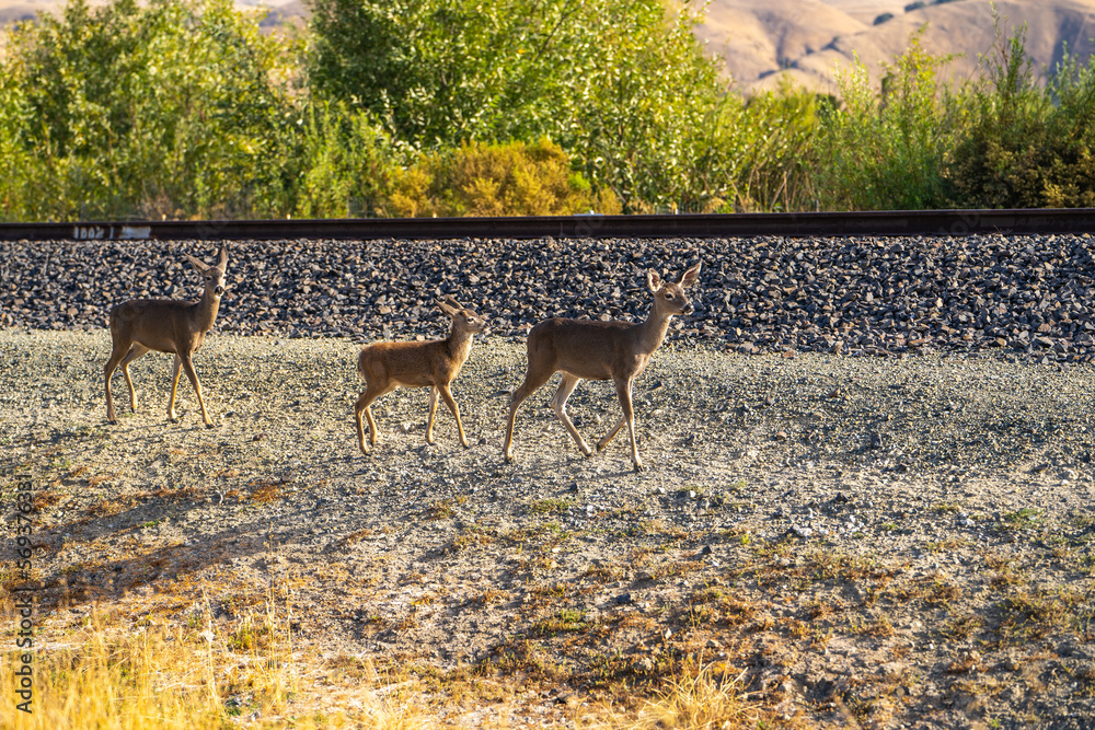 Three California mule deer (Odocoileus hemionus californicus) walking ...