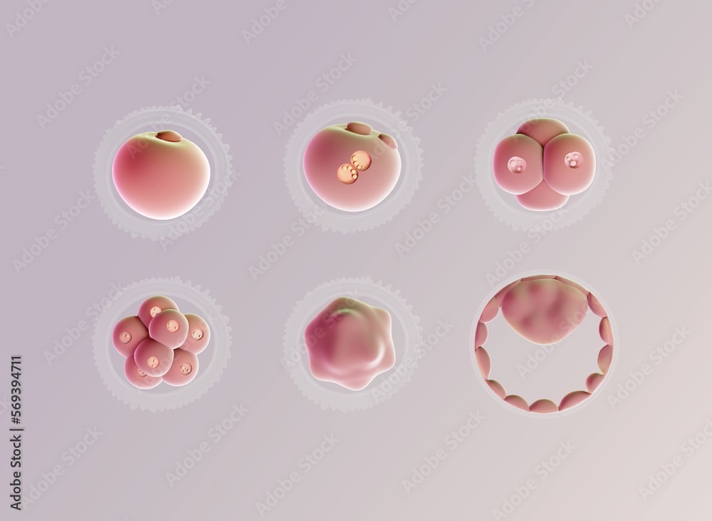 3D illustration depicting the developmental process of human pre ...