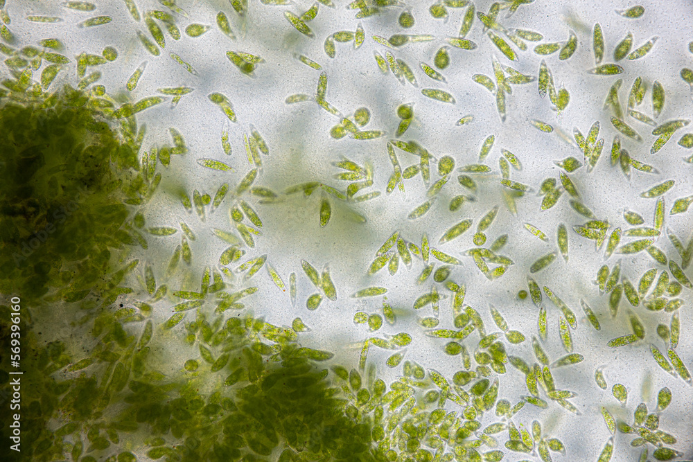 Euglena is a genus of single cell flagellate eukaryotes under ...