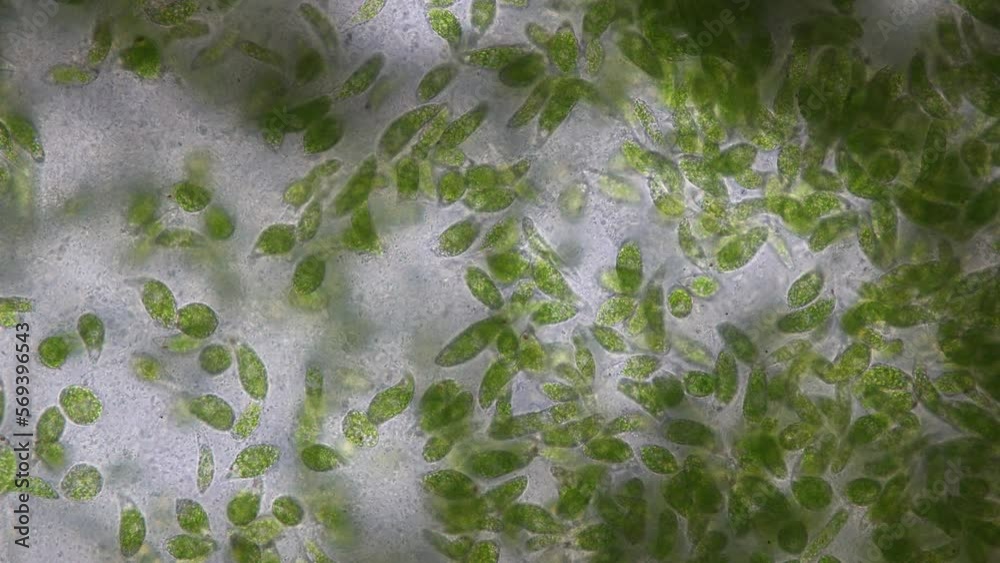 Euglena is a genus of single cell flagellate eukaryotes under ...