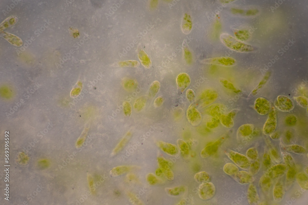 Euglena is a genus of single cell flagellate eukaryotes under ...