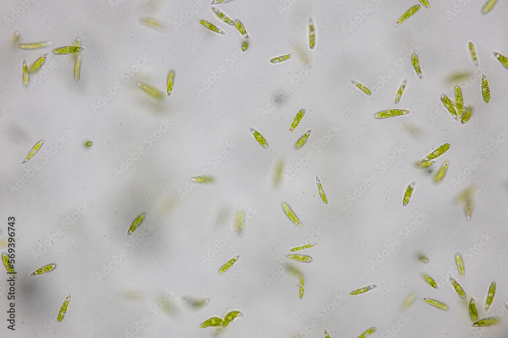 Euglena is a genus of single cell flagellate eukaryotes under ...