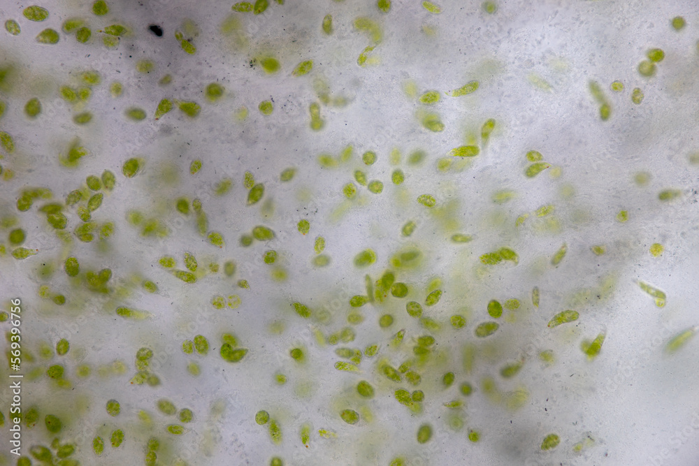 Euglena is a genus of single cell flagellate eukaryotes under ...