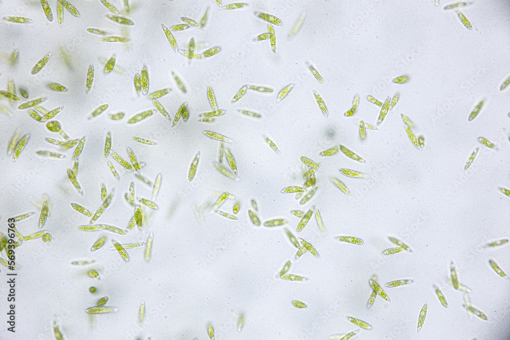 Euglena is a genus of single cell flagellate eukaryotes under ...