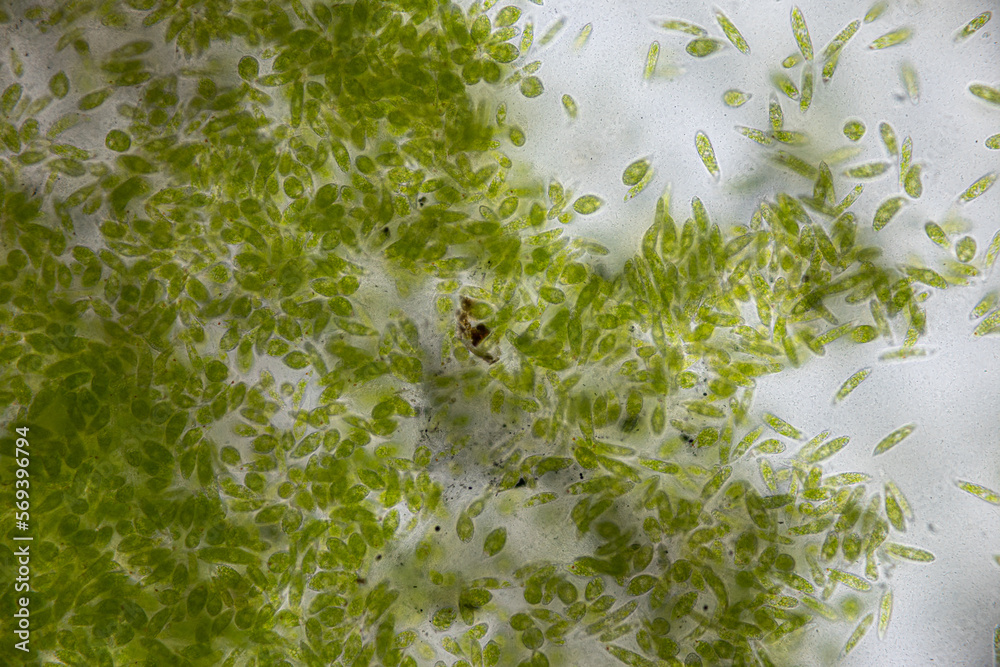 Euglena is a genus of single cell flagellate eukaryotes under ...