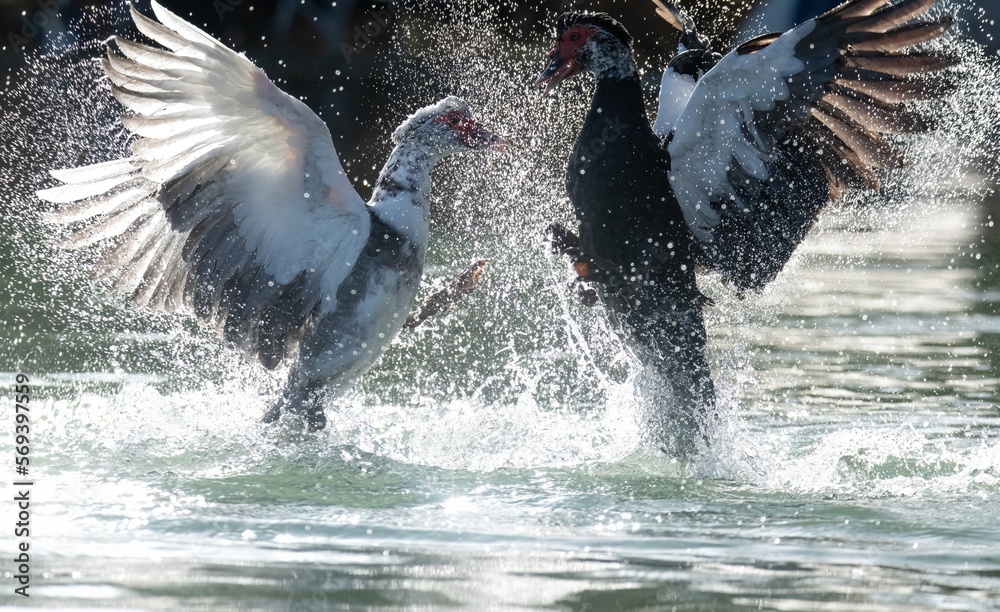 Two Muscovy ducks, one white and one darker, in full aggression with ...