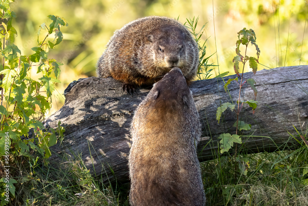 Drowsy Groundhog Morning. This sleepy Woodchuck (Marmota monax) was ...