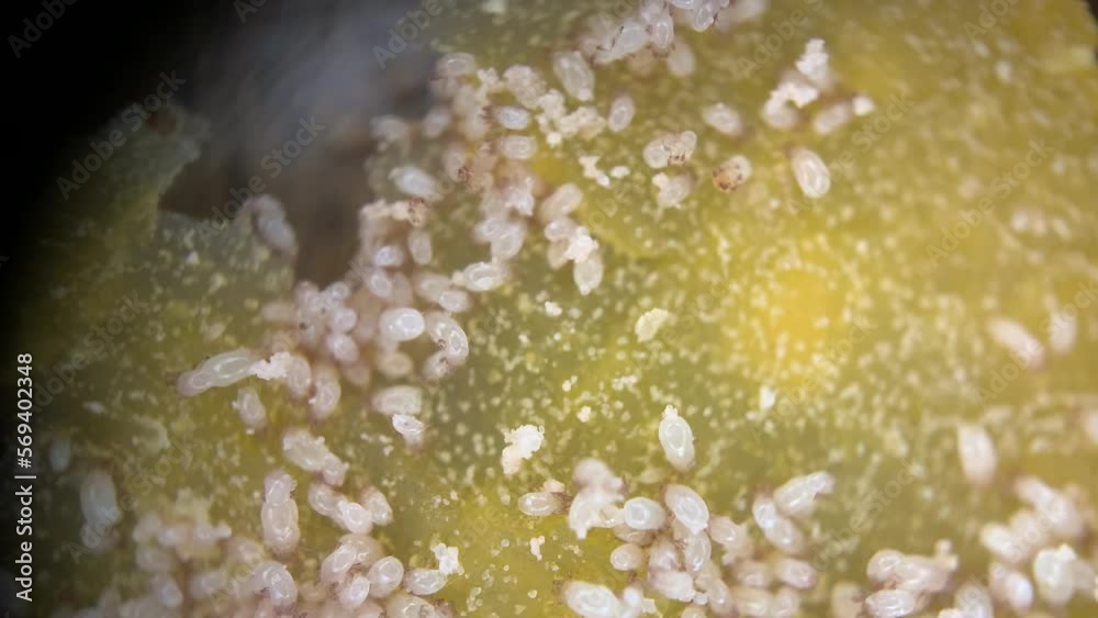 Multiple Disgusting Mites On Rind of Aged Cheese - Microscope Stock ...