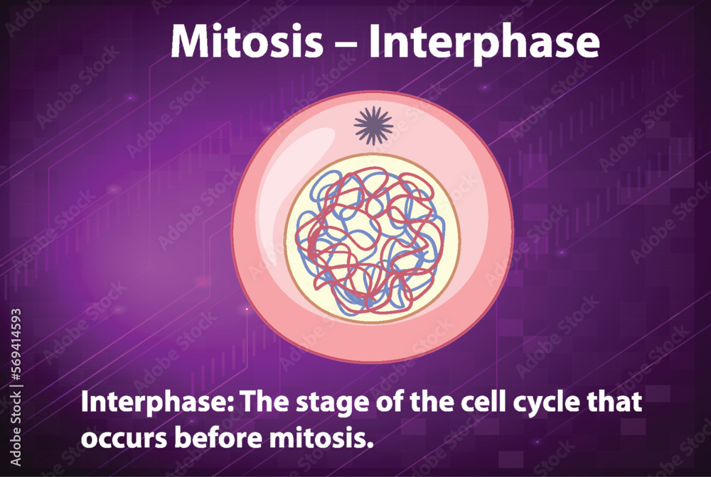 Process of mitosis interphase with explanations Stock Vector | Adobe Stock