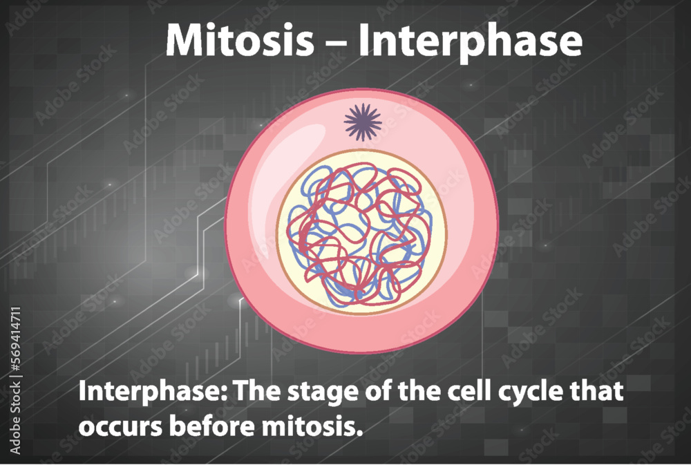 Process of mitosis interphase with explanations Stock Vector | Adobe Stock