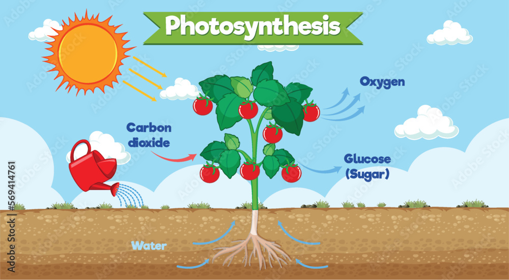Diagram showing process of photosynthesis Stock Vector | Adobe Stock