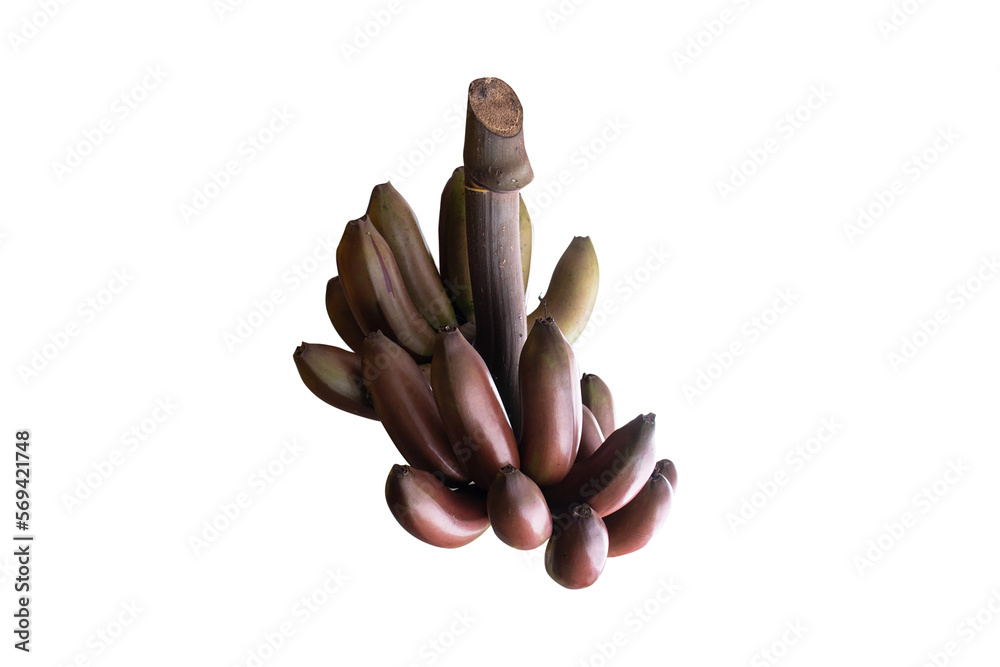 Banana (Musa acuminata) It is species of banana that has dark red skin ...