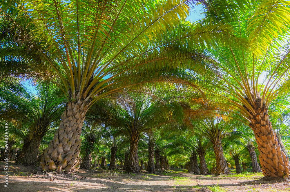 Palm tree in the palm garden with beautiful palm leaves nature and ...