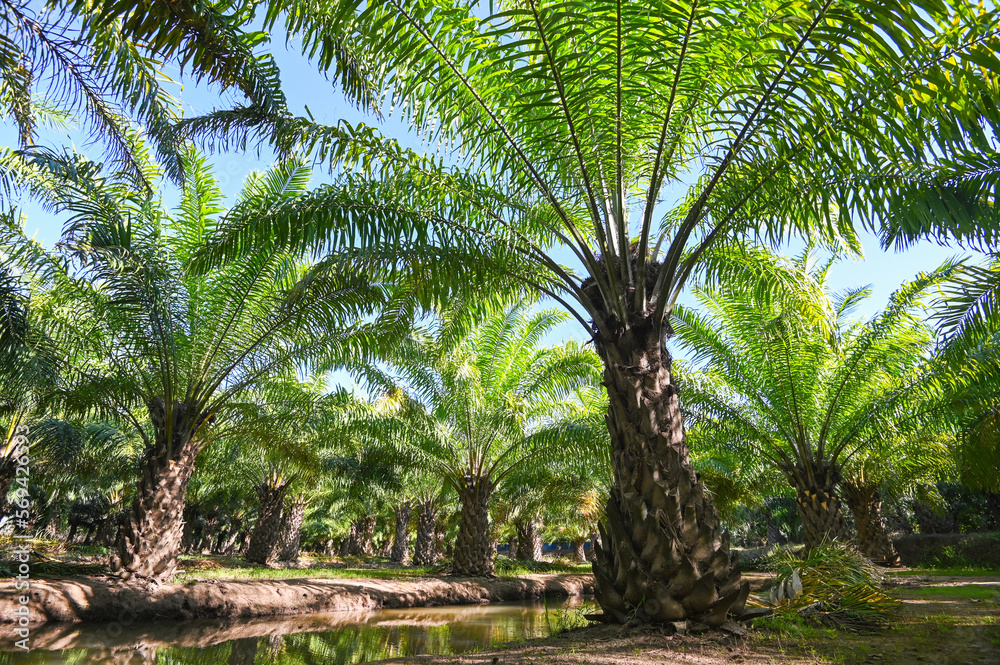 Palm tree in the palm garden with beautiful palm leaves nature and ...