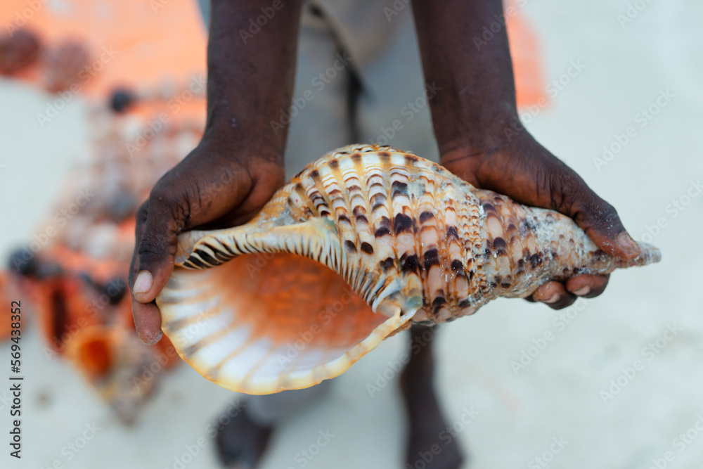 Discover the natural beauty of Zanzibar with this stunning conch shell ...