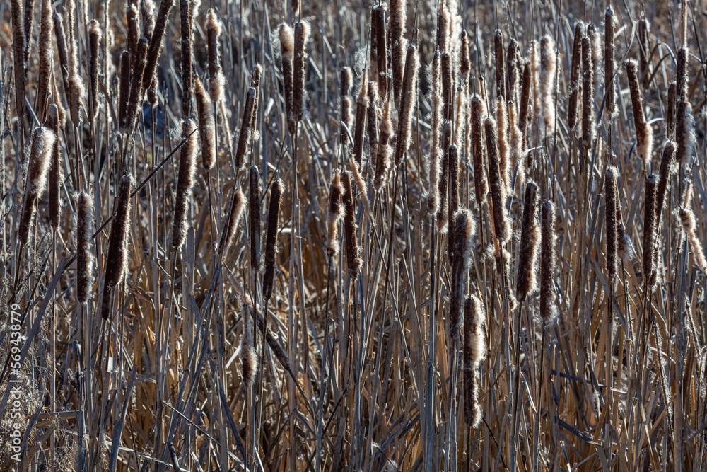 Typha latifolia. Dried broadleaf cattail plants, with their ...