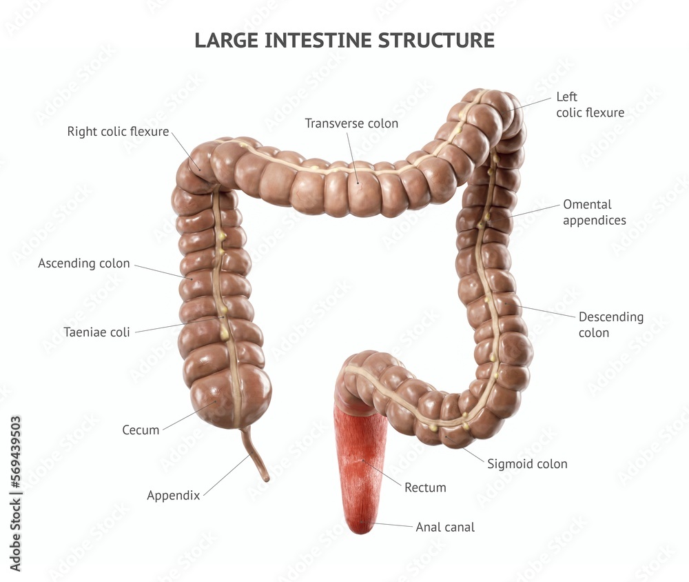 Anatomically accurate realistic 3d illustration of human internal organ ...
