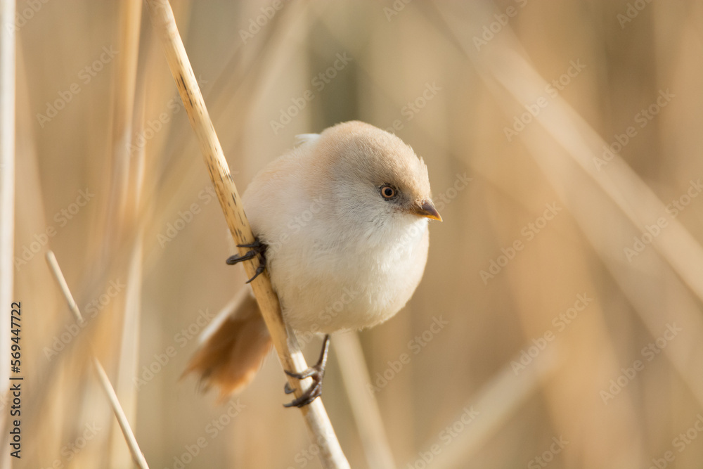 bearded reedling, panurus biarmicus, female Stock Photo | Adobe Stock