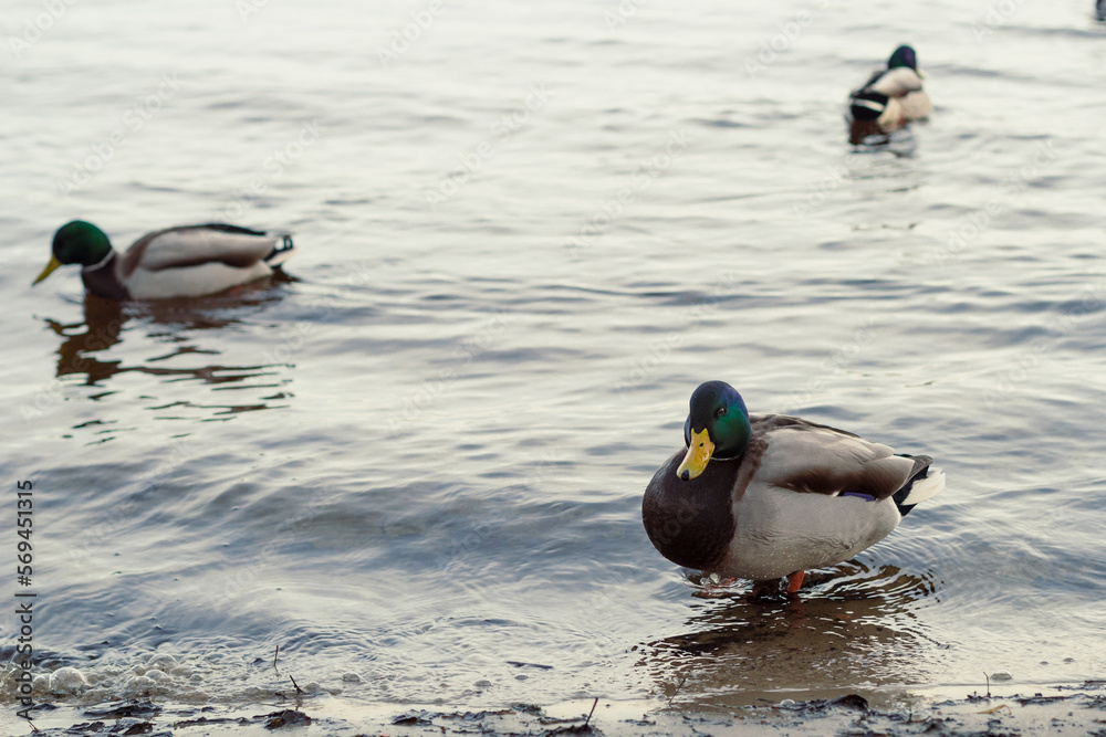 Close up drake ducks floating in water concept photo. Wild birds in ...