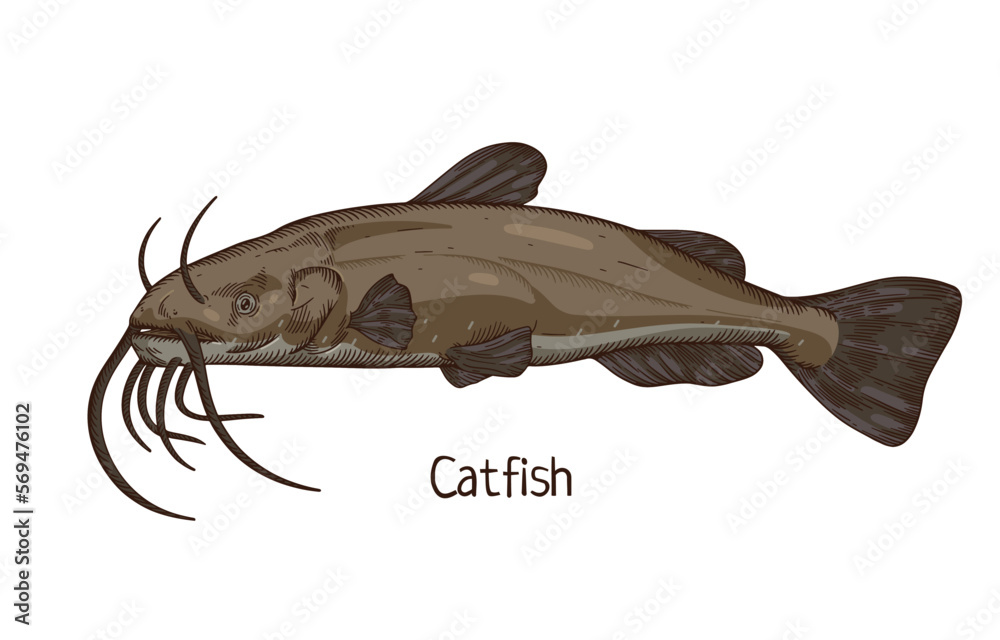 Catfish, freshwater fish with barbels. Realistic vintage drawing of ...
