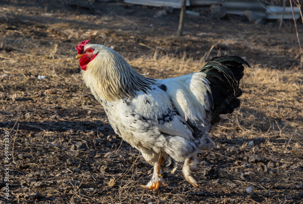 Red hen on farm. Homemade poultry. Chicken in a traditional poultry ...