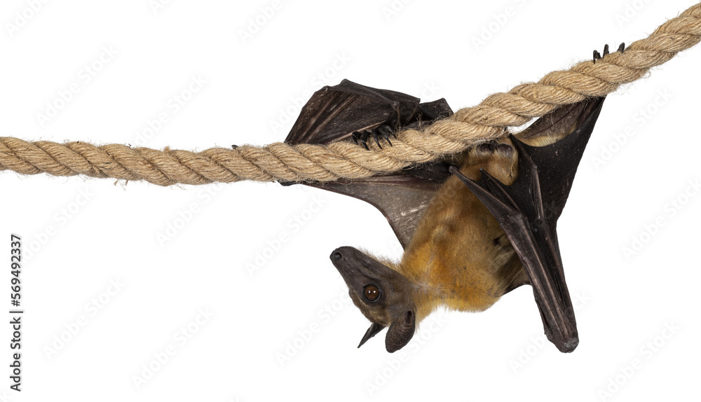 Young adult flying fox, fruit bat aka Megabat, clawing from right to ...