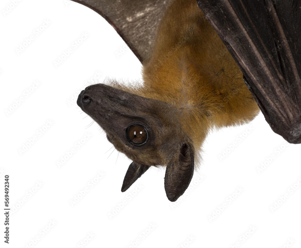 Head shot of young adult flying fox, fruit bat aka Megabat, hanging ...