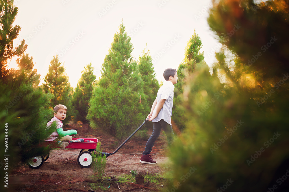 Boy pulling younger boy on a vintage red wagon at Christmas Tree Farm ...