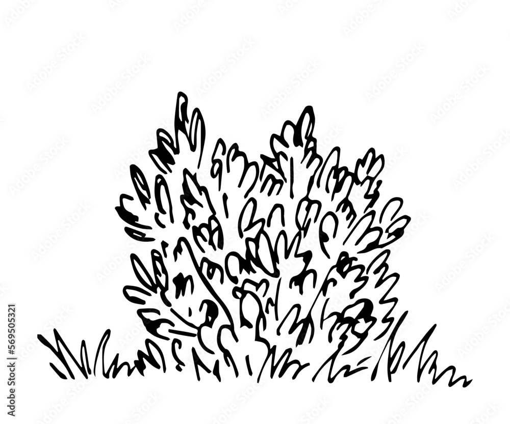 Simple black outline vector drawing. Bush and grass isolated on white ...