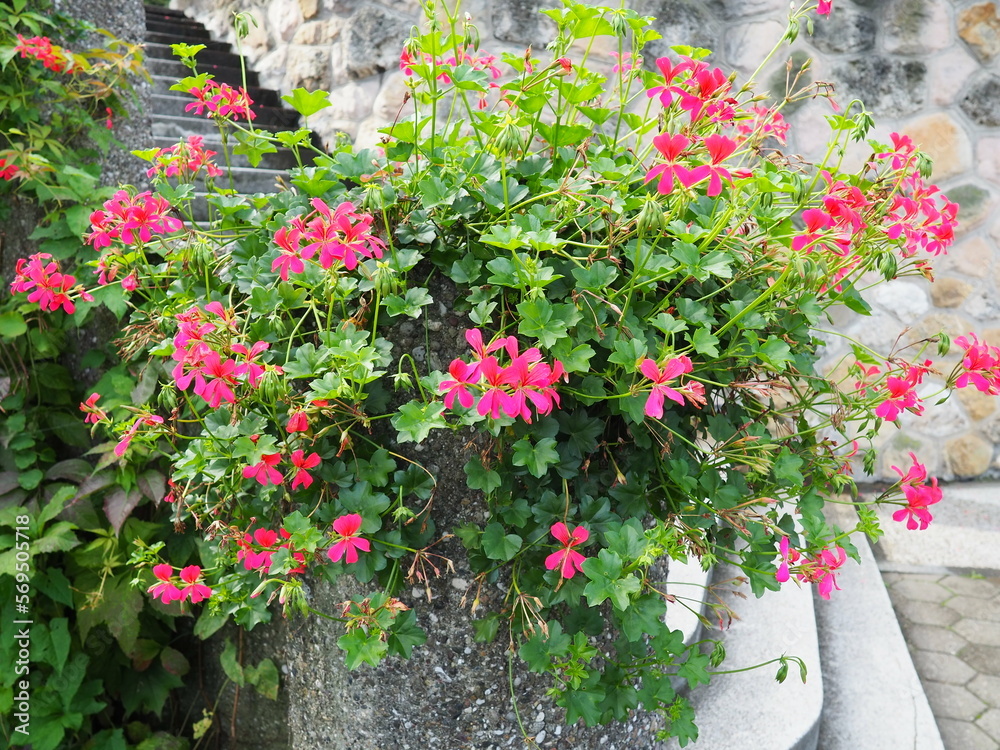 Blooming pink ivy geranium pelargonium, vertical design of landscaping ...