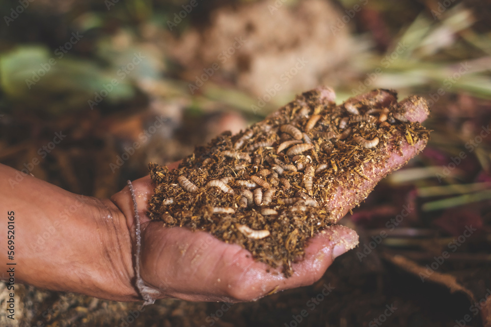 Hand holding worms or Black soldier fly larvae worms. Concept of ...