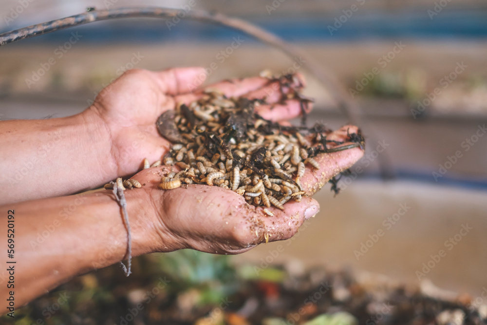 Hand holding worms or Black soldier fly larvae worms. Concept of ...