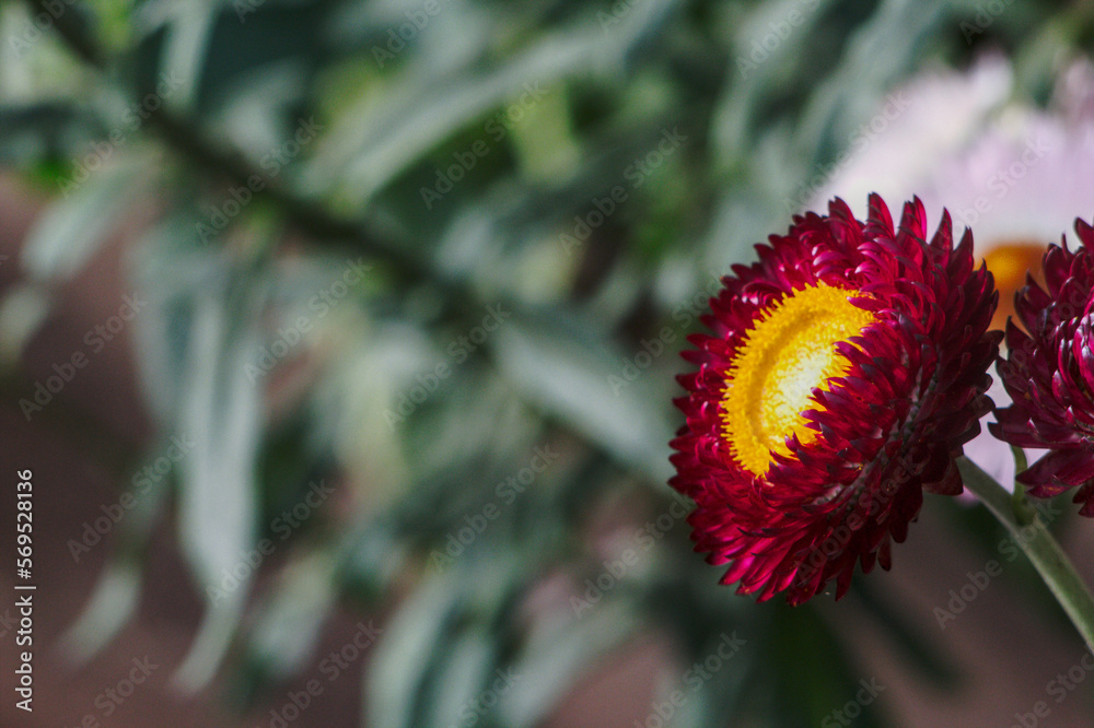 Foto macro o en close up de flor siempre viva morada con filamentos ...