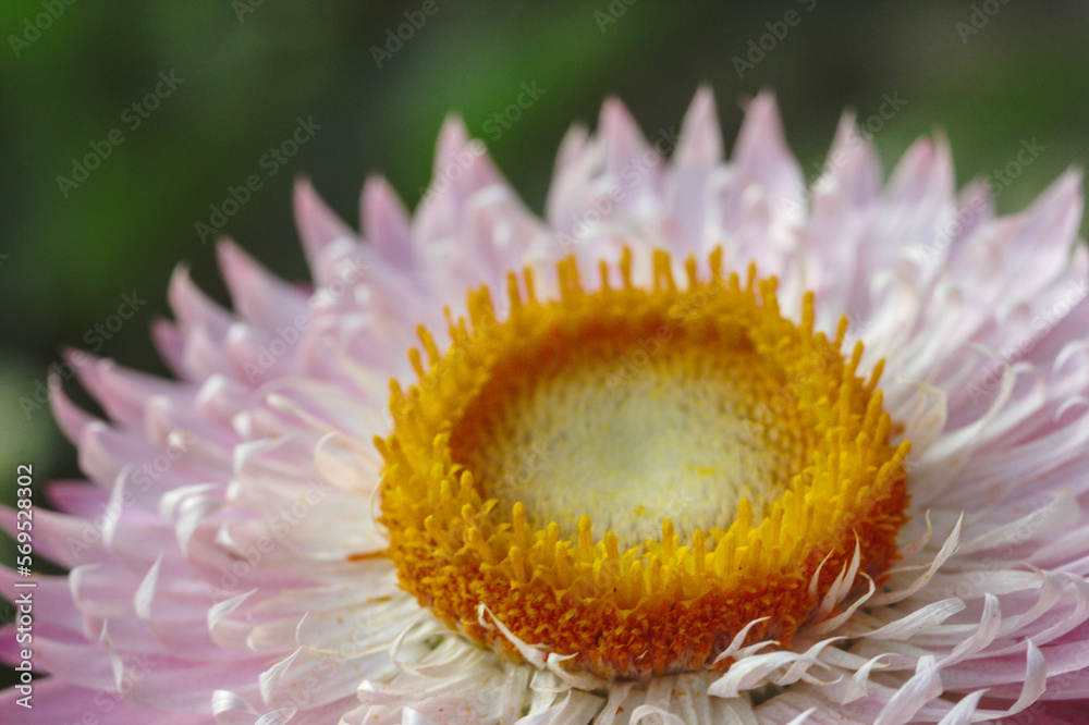 flor rosada o rosada obscura con fondo en bokeh, foto macro Stock Photo ...