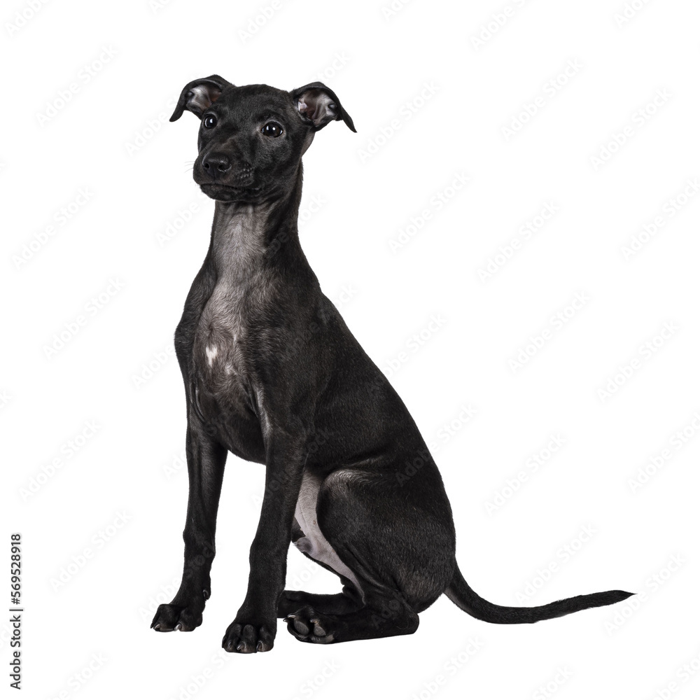 Cute male Italian Greyhound aka Italian Sighthound pup, sitting side ...