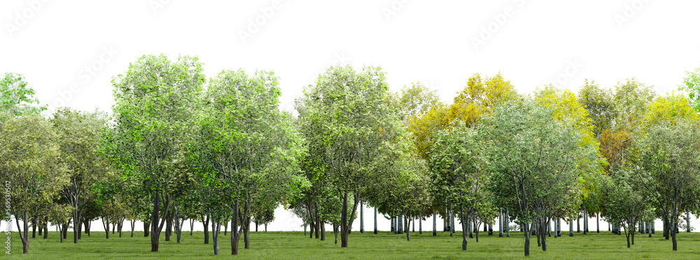 Evergreen Tree and grass field in nature, Trees on garden in springtime ...