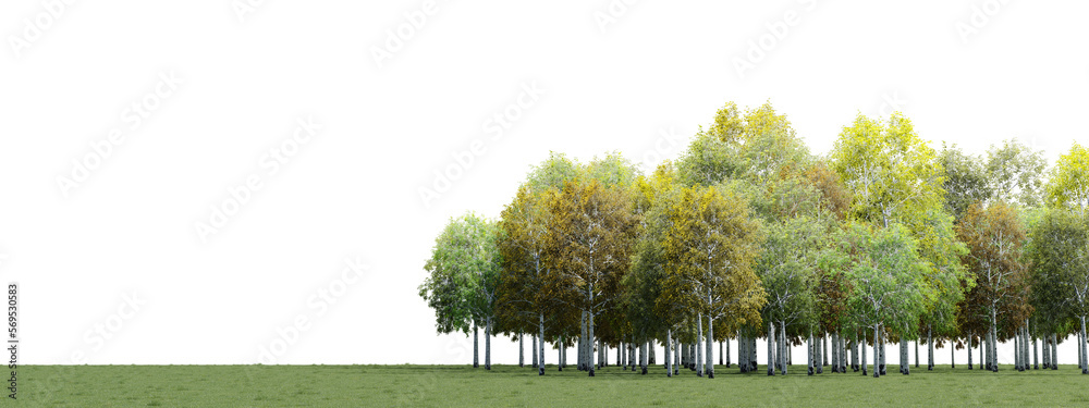 Evergreen Tree and grass field in nature, Trees on garden in springtime ...