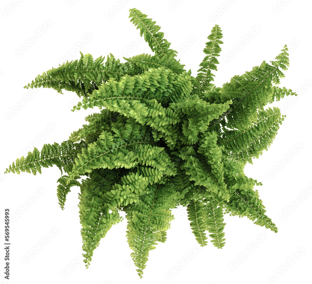 top down view of green potted nephrolepis fern plant, transparent ...