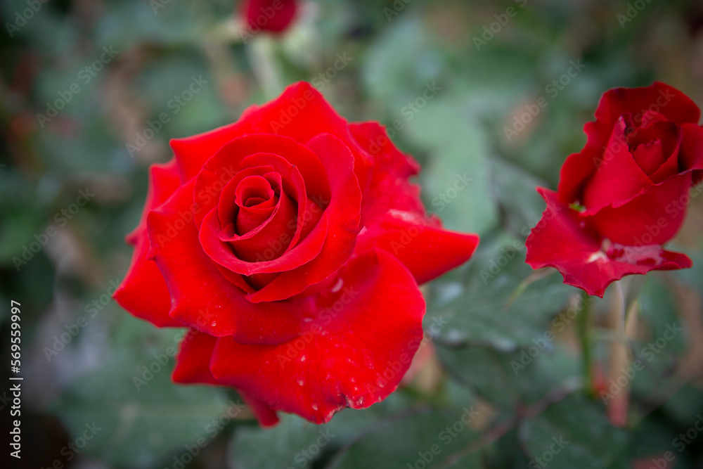 Beautiful red rose in the garden, Valentine's day background. Stock ...