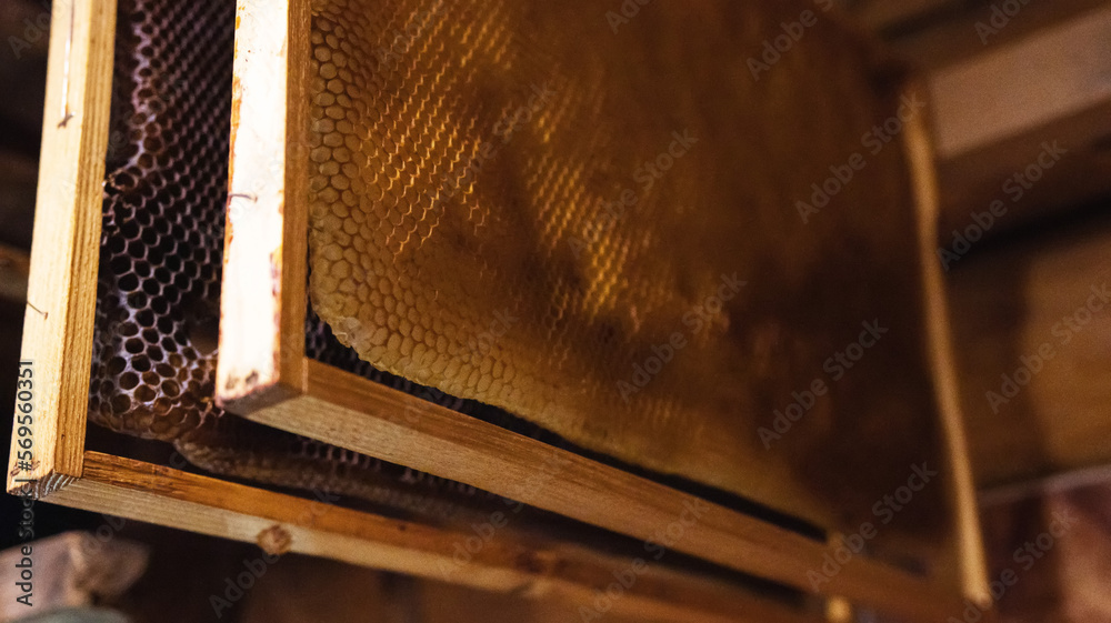 Bee frames with sealed combs and honey hang in the shed. Breeding bees ...