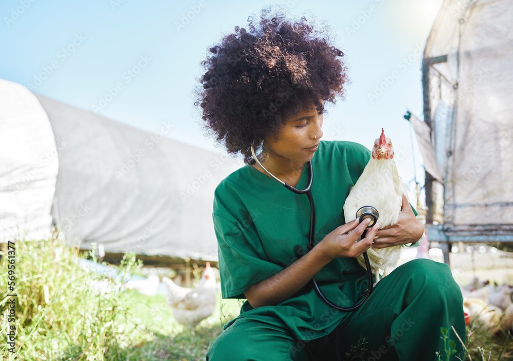 Veterinary, farm and black woman with stethoscope and chicken for ...
