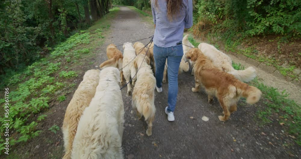 Back View: Professional Female Dog Walker and Sitter Taking Cute Pets ...