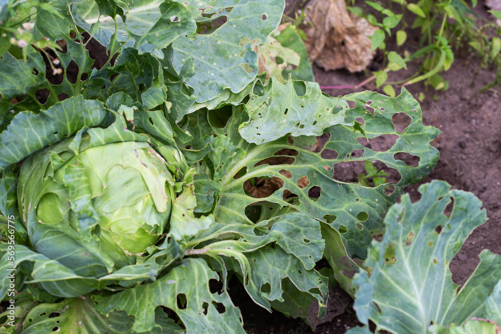Cabbage leaves in holes in the garden. Pests are a cabbage butterfly ...