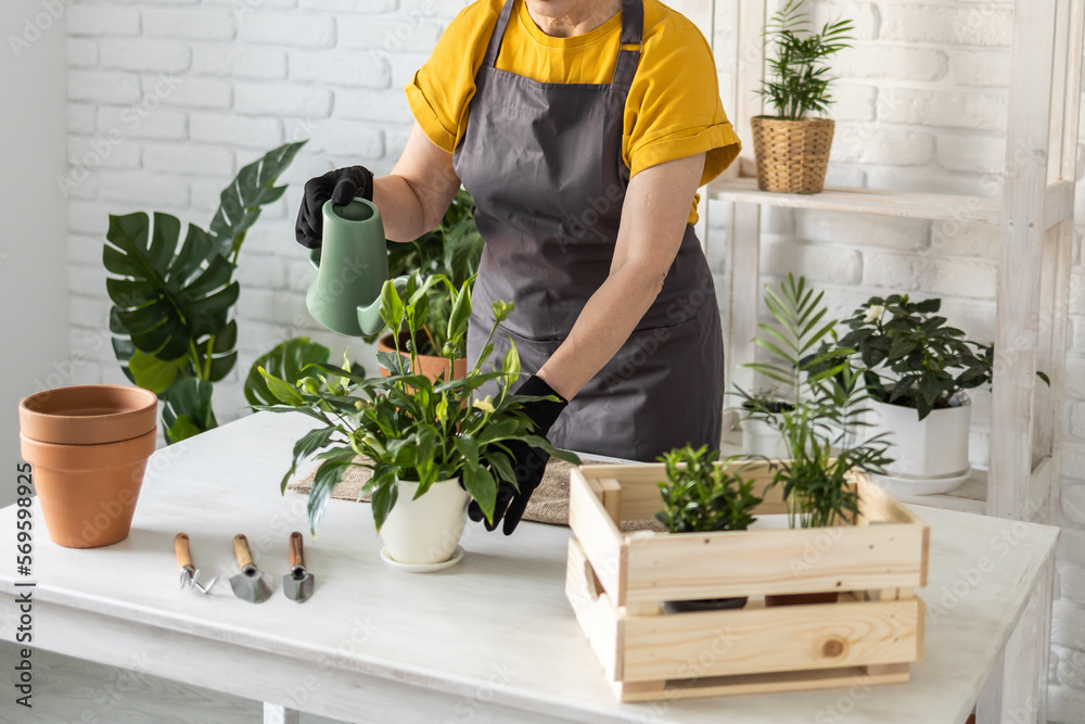 Close-up Spring houseplant care, close-up repotting houseplants. Waking ...