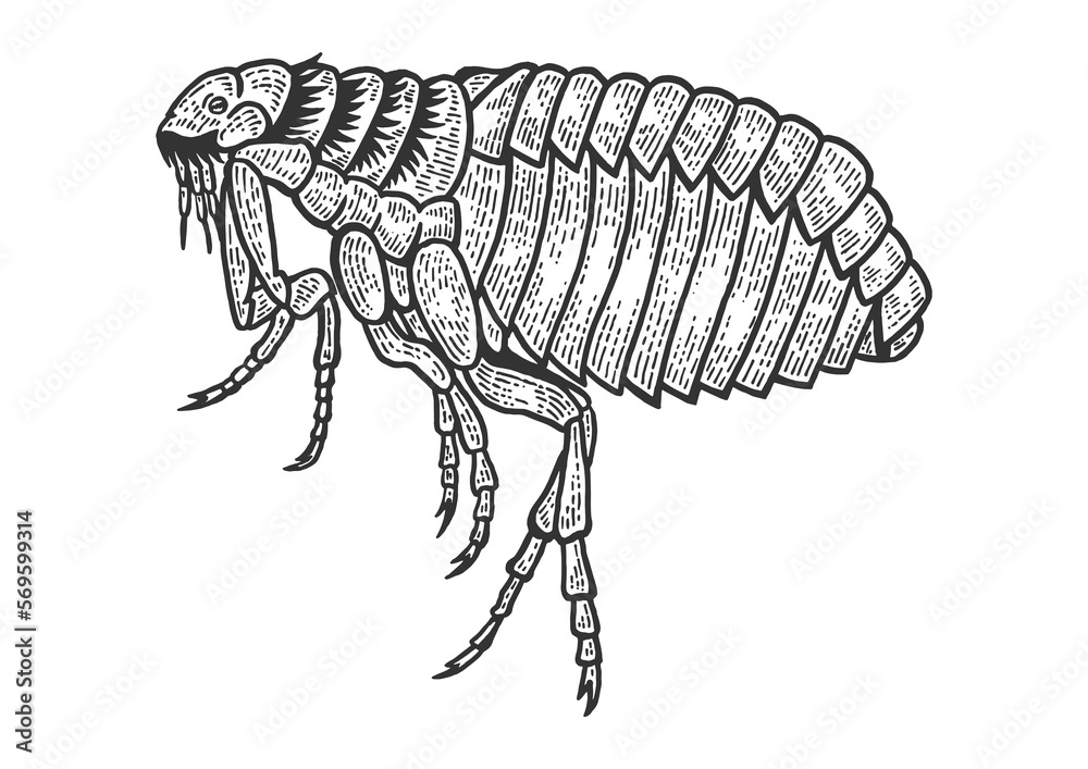 Flea louse insect sketch engraving PNG illustration with transparent ...